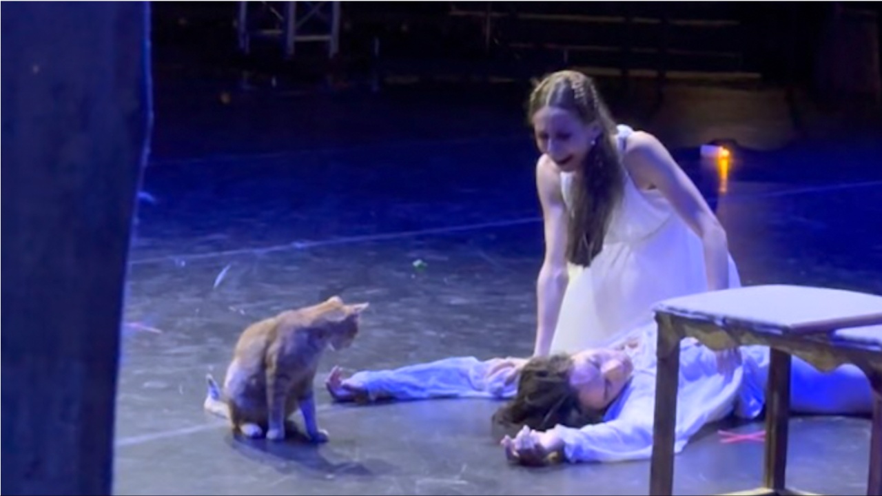 Orange Cat Wanders on Stage During the Emotional Final Scene of 'Romeo ...