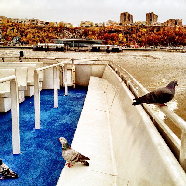 Tony the Pigeon Regularly Commutes on the New York Waterway Ferry
