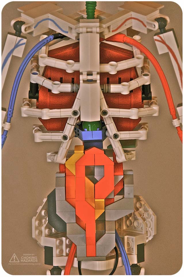 LEGO Anatomy Models