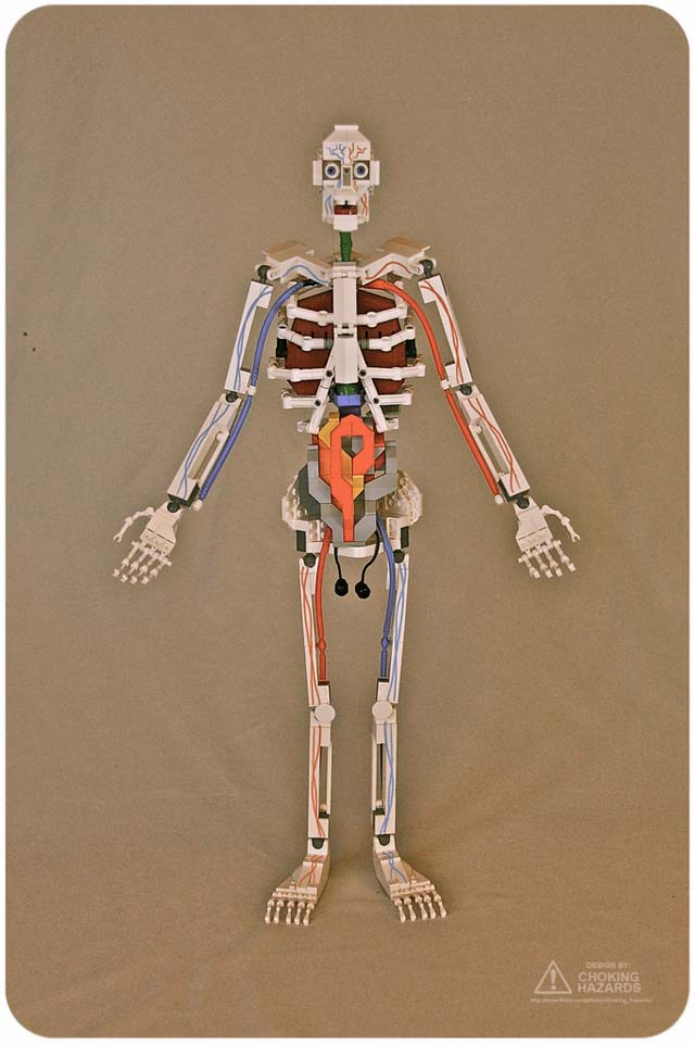LEGO Anatomy Models