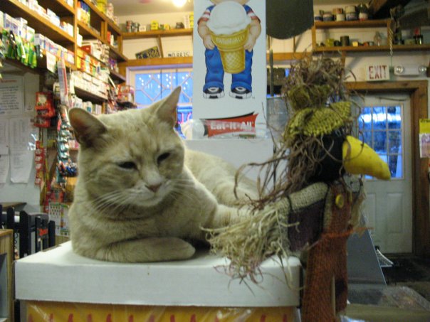 Stubbs, A Cat That Has Been Mayor of An Alaskan Town for 15 Years