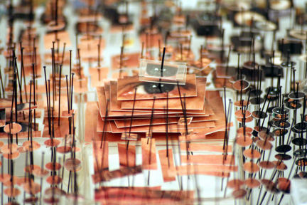 Photographic Specimen Portraits by Michael Mapes