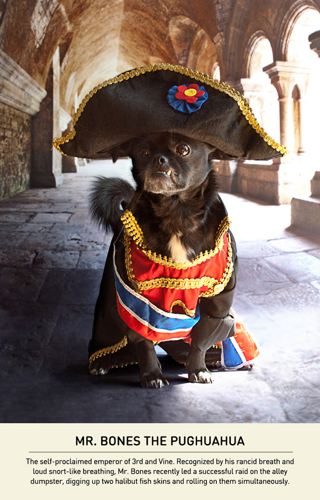 An Adorable Series of Photos of Small Dogs With A Napoleon Complex