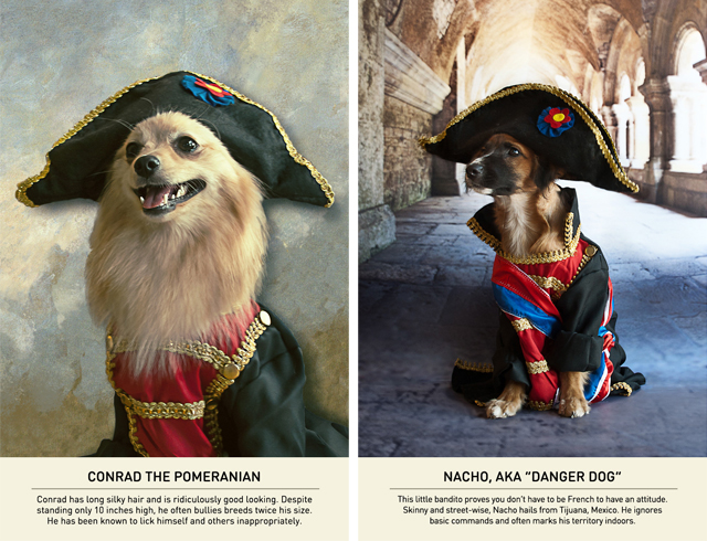 An Adorable Series of Photos of Small Dogs With A Napoleon Complex