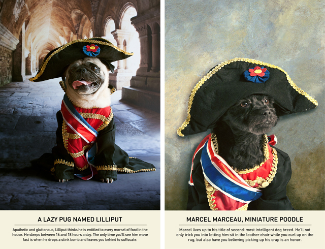 An Adorable Series of Photos of Small Dogs With A Napoleon Complex