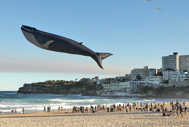 Blue Whale, A Realistic 100 Foot Long Kite by Peter Lynn