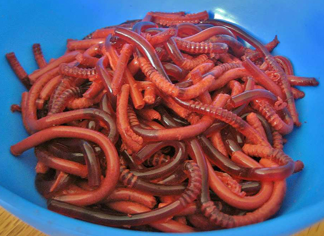 How To Make Jell-O Worms Using Bendy Straws