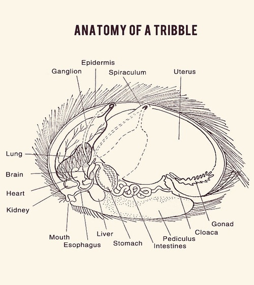 Anatomy Of A Tribble