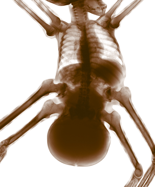 Hominid, X-Ray Style Animation of Creepy Animal/Human Hybrids