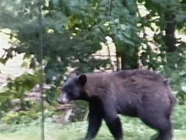 First Ever Bear Sighting in History on Cape Cod, Massachusetts