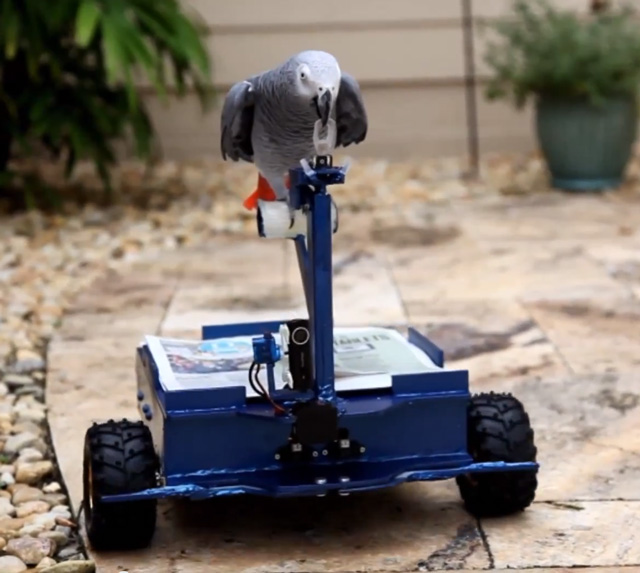 Bird Buggy, A Parrot-Controlled Robotic Vehicle
