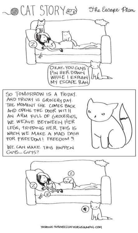 Cats Planning Their Escape