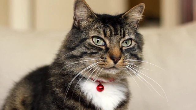 Cat Controller, A Short Film About a Cat Getting Even With His Human