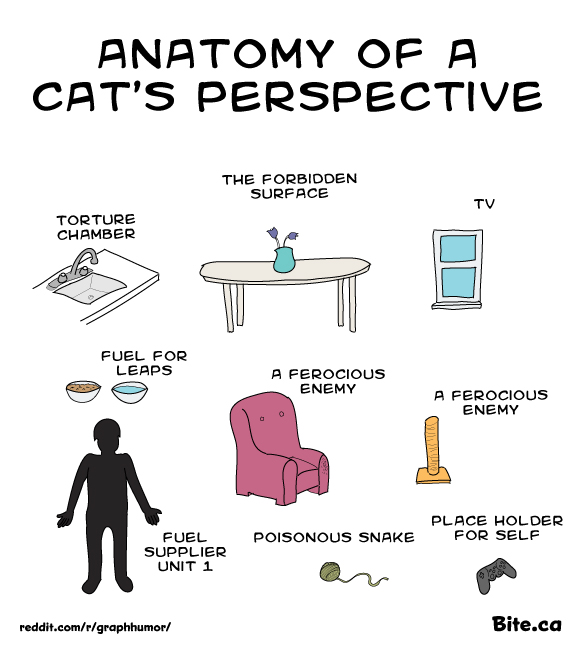 Anatomy of a Cat’s Perspective