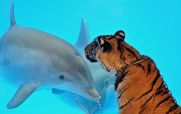 The History of Cats and Dolphins Together On The Internet
