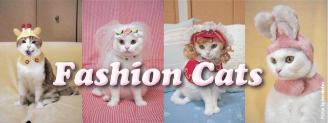 Fashion Cats, A New Book Featuring Cats Wearing the Cute Outfits