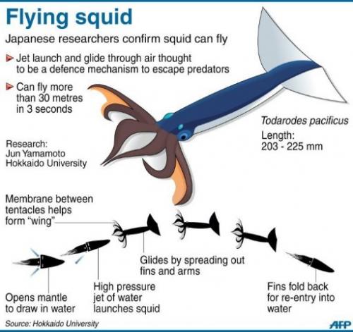 Scientists Confirm That Neon Flying Squid Can Fly, Announce Speed