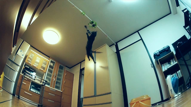 Cat Repeatedly Jumping to Great Heights in Slow Motion