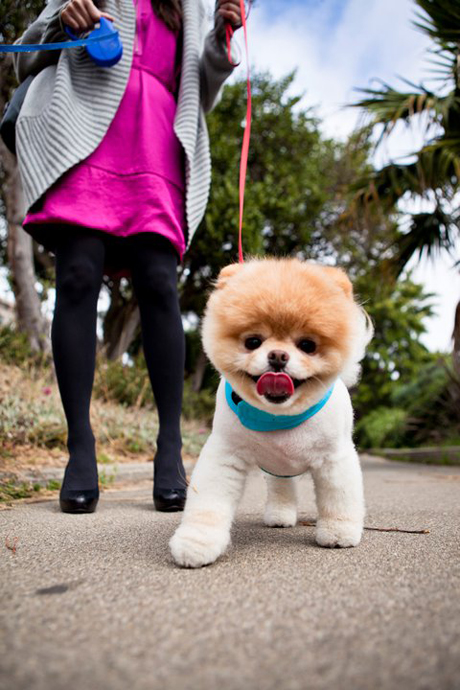 Boo: The Life of the World's Cutest Dog