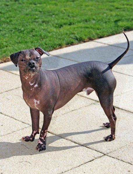 Hairless Mugly Wins World's Ugliest Dog Contest