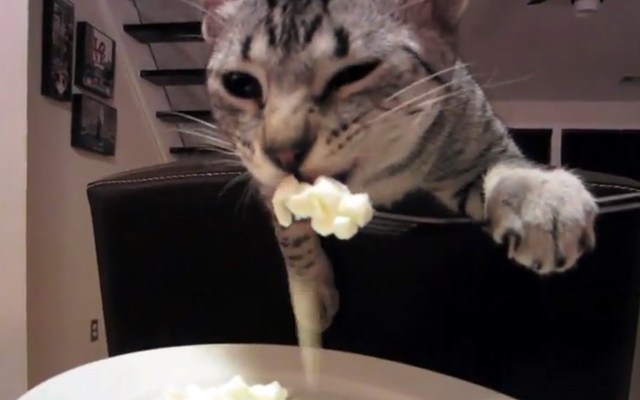 Nylah The Cat Holding a Fork Made For People to Eat Her Snack