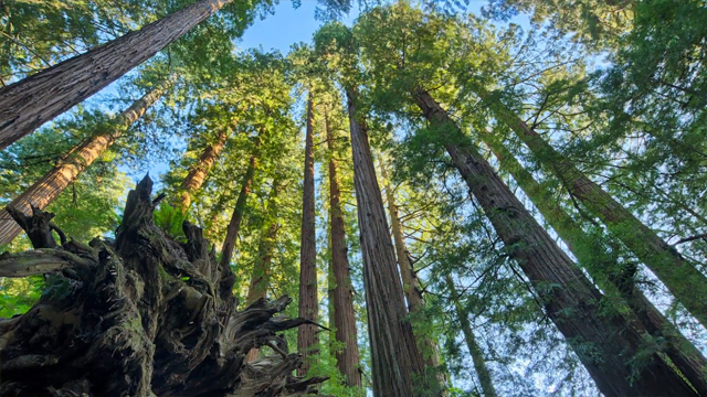 Motion Control Time-Lapse Film of Historical California Redwood Trees