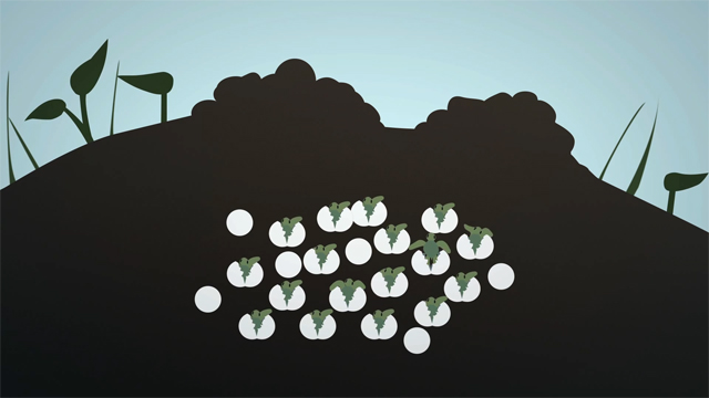 The Survival of the Sea Turtle, An Educational Animation by TED-Ed