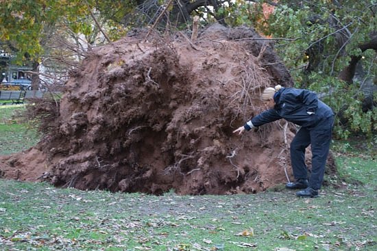Human Skeleton Discovered in Roots of Tree Felled by Hurricane Sandy