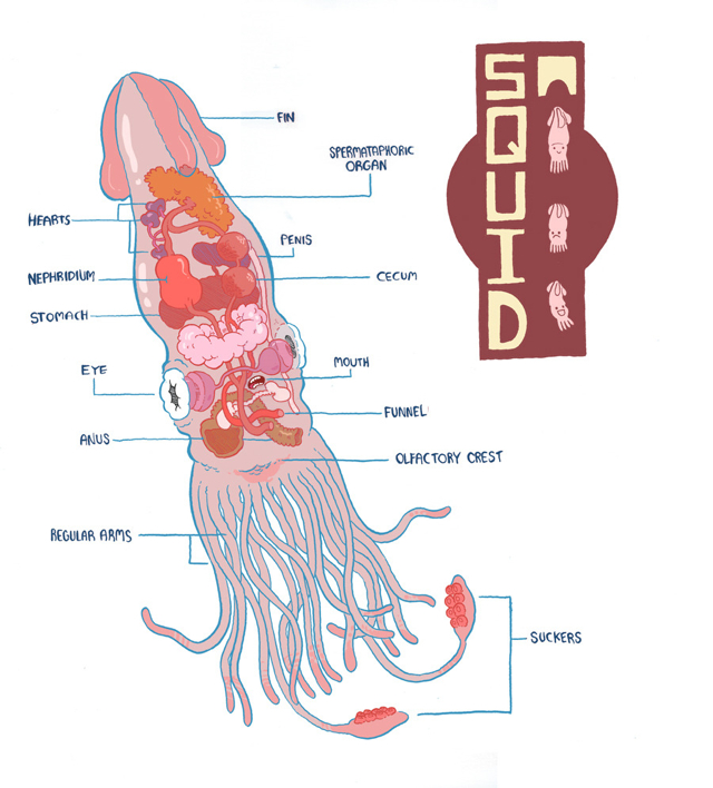Squid Anatomy