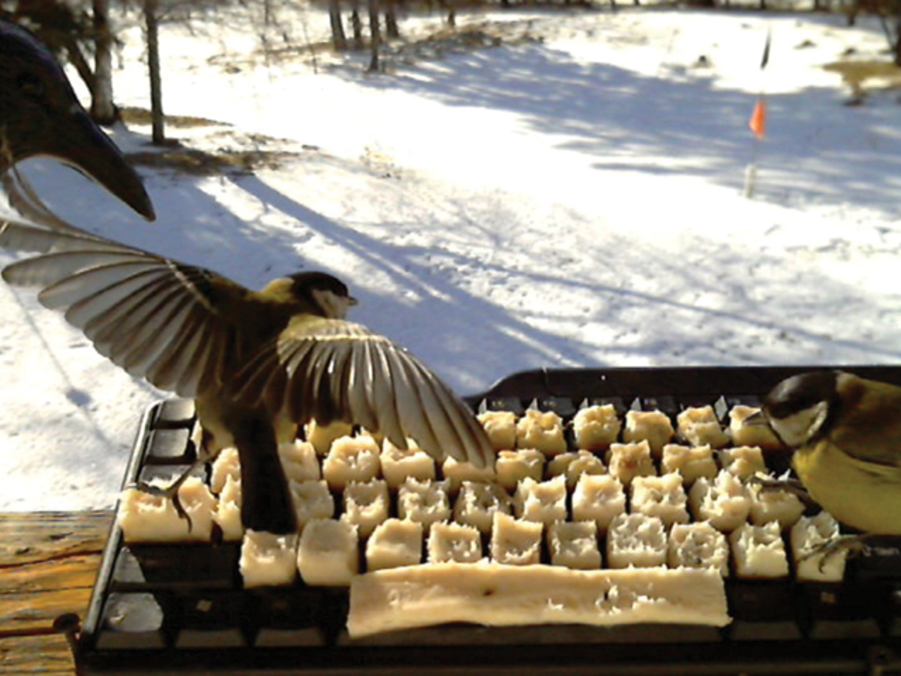 Real Birds Send Messages on Twitter by Feeding on Pieces of Pork Fat ...