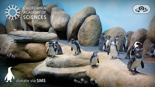 Pocket Penguins App Lets Users Watch Cute Penguins in Real-Time